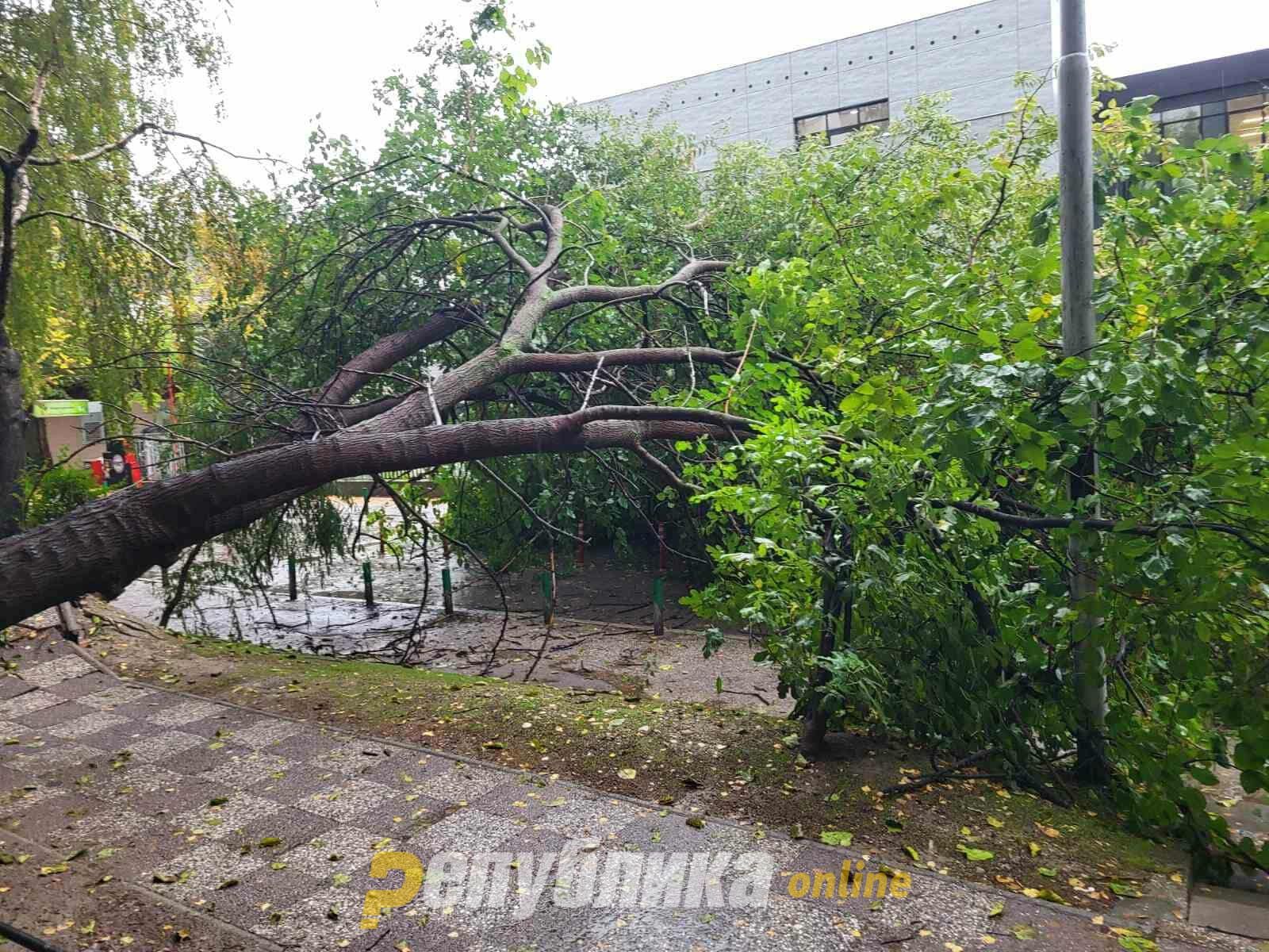 Дрвја паднаа на влезот на основното училиште Киро Глигоров - Република